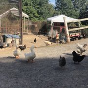 CARRIAGE SHACK FARM - 52 Photos & 30 Reviews - Zoos - 5 Dan Hill Rd ...
