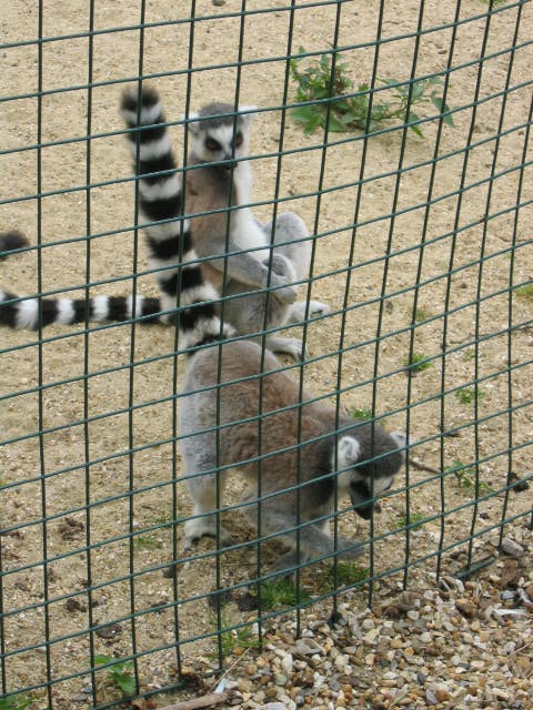 ISLE OF WIGHT ZOO - Sandown, Isle of Wight - Zoos - Phone Number - Yelp