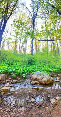 ROSE TREE PARK - Updated April 2025 - 332 Photos & 31 Reviews - 1671 N ...