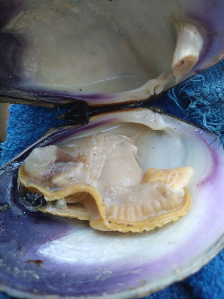 CASCO BAY SHELLFISH - Updated December 2025 - 68 Thomas Point Rd ...