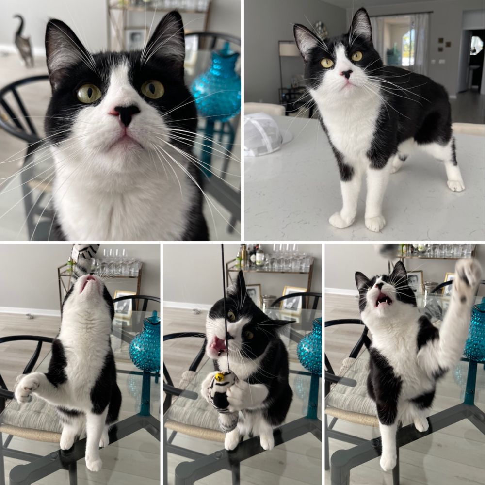 AT A TAIL’S PACE - Updated January 2025 - 61 Photos & 25 Reviews - Los ...