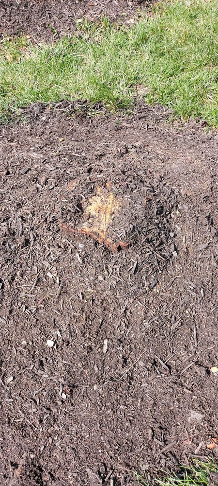 ALL AMERICAN TREE & LANDSCAPING - Updated October 2025 - 9772 Daniel Ct ...