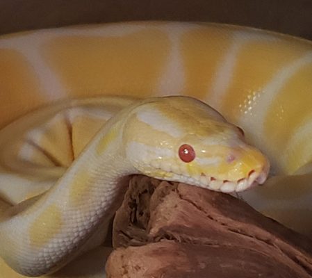 WINDSOR’S BALL PYTHONS - 517 Billingsley Ave, Colonial Beach, Virginia ...