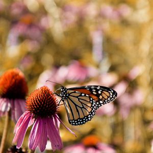 MONARCH THRIFT SHOP - Updated July 2024 - 67 Photos & 31 Reviews - 2875 ...