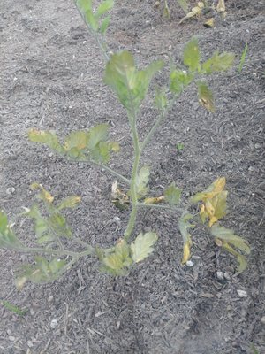 WHITTIER FERTILIZER - Updated June 2026 - 31 Photos & 93 Reviews - 9441 ...