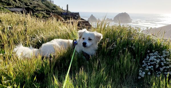 CORONA ANIMAL SHELTER - Updated May 2025 - 49 Photos & 70 Reviews ...