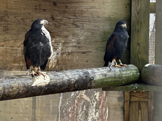 IOWA RAPTOR PROJECT - Updated November 2025 - 31 Photos - 2095 Mehaffey ...