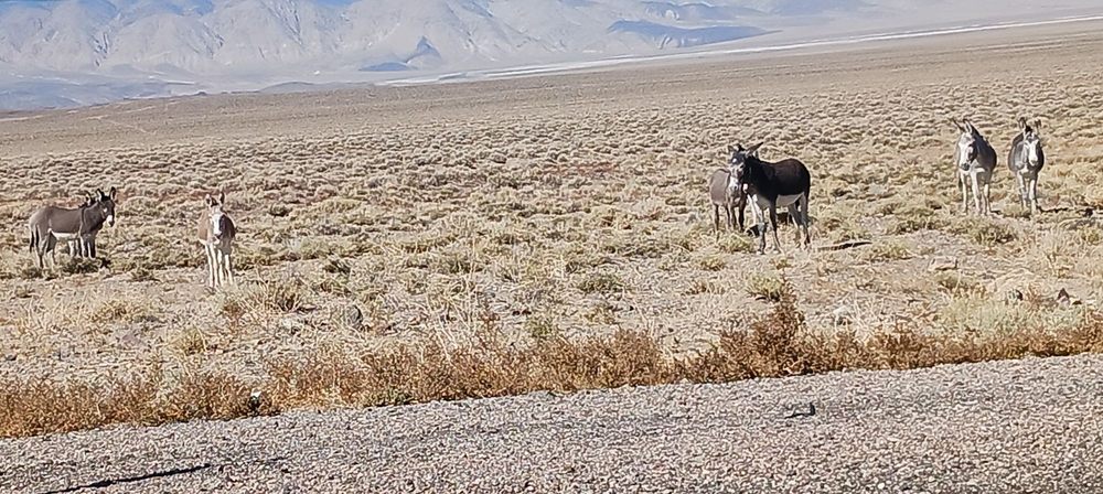 MARIETTA WILD BURRO RANGE - Updated April 2025 - Interstate Hwy 95 ...