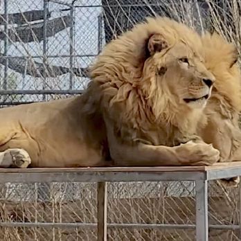 LION HABITAT RANCH - Updated March 2025 - 1702 Photos & 694 Reviews ...