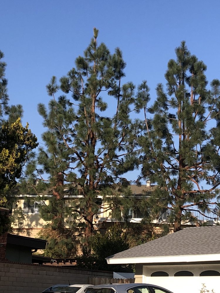 BUCHANAN JEFF TREE SERVICE - Updated October 2025 - 16 Photos & 10 ...