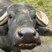 FORT CHISWELL ANIMAL PARK - 81 Photos & 22 Reviews - 569 Red Hollow Rd ...