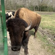 BAYOU WILDLIFE ZOO - 329 Photos & 121 Reviews - Zoos - 5050 FM 517 ...