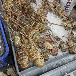 KEY LARGO FISHERIES - Updated October 2025 - 1337 Photos & 936 Reviews ...