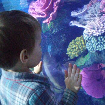 Oklahoma Aquarium - 230 Photos & 114 Reviews - Aquariums - 300 Aquarium ...