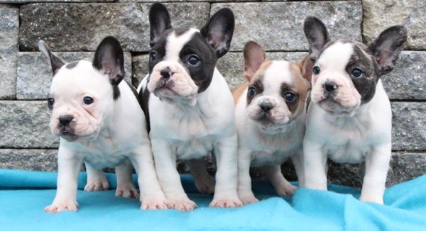 INFINITY PUPS - Updated October 2024 - 30 Photos & 14 Reviews - Gap ...