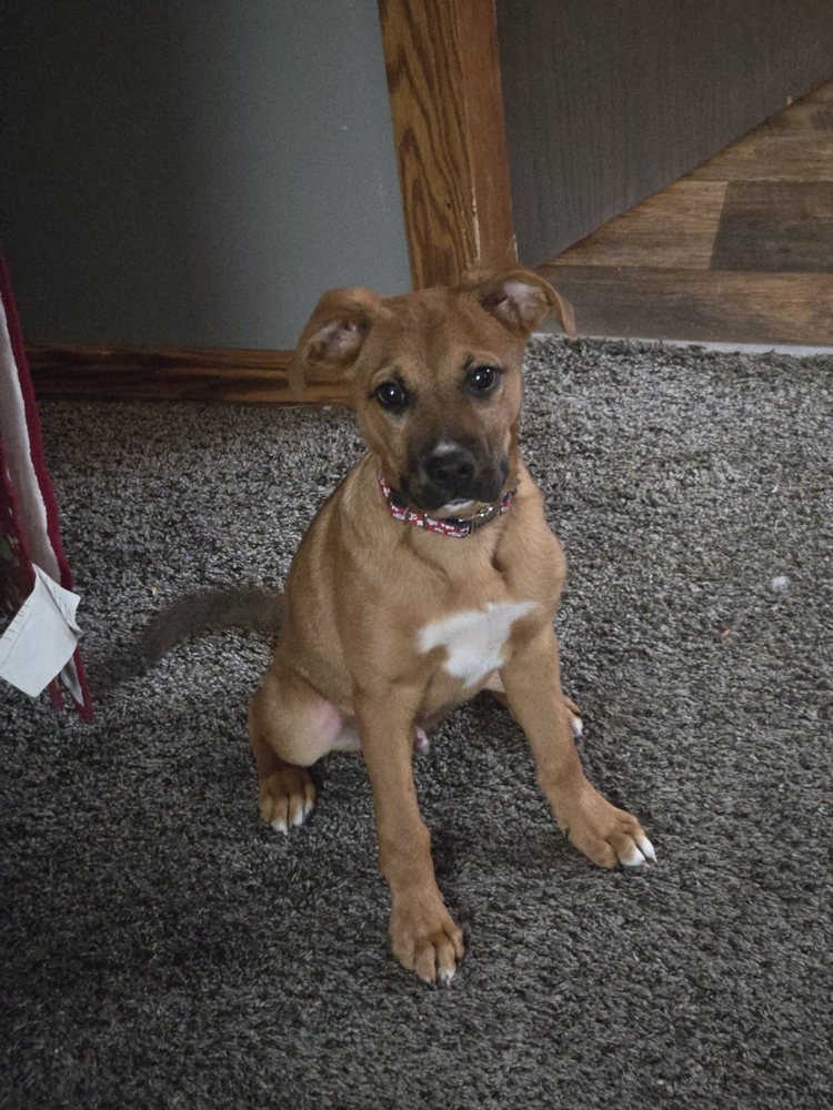 ANGELS VET EXPRESS - Updated June 2026 - 11 Photos & 33 Reviews - 11519 ...