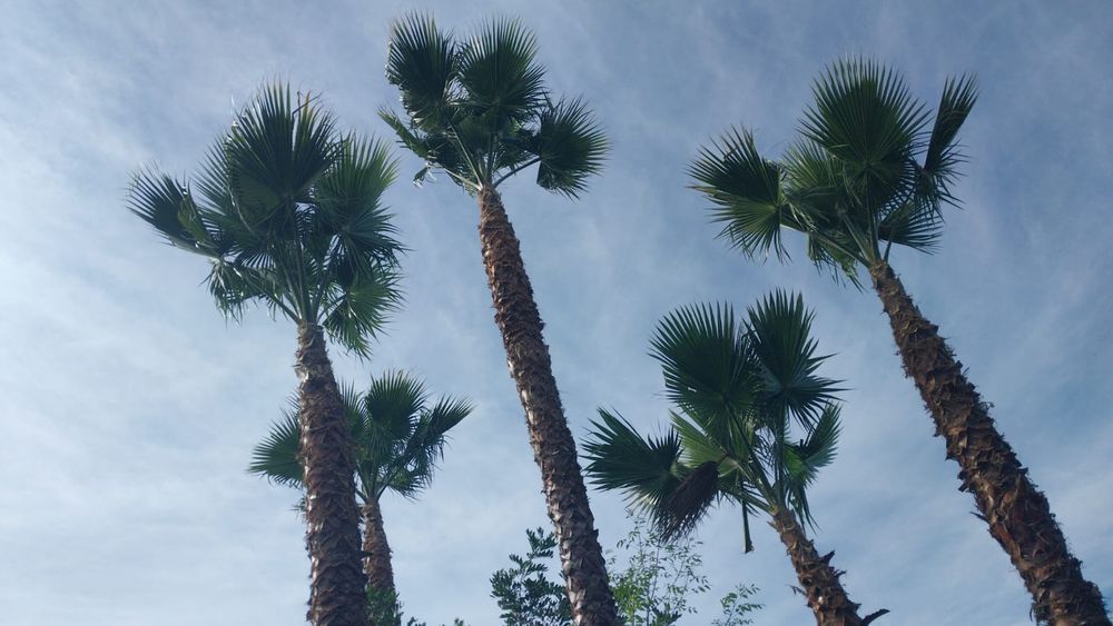 THREE BROTHERS TREE SERVICE - Updated January 2025 - Request a Quote ...