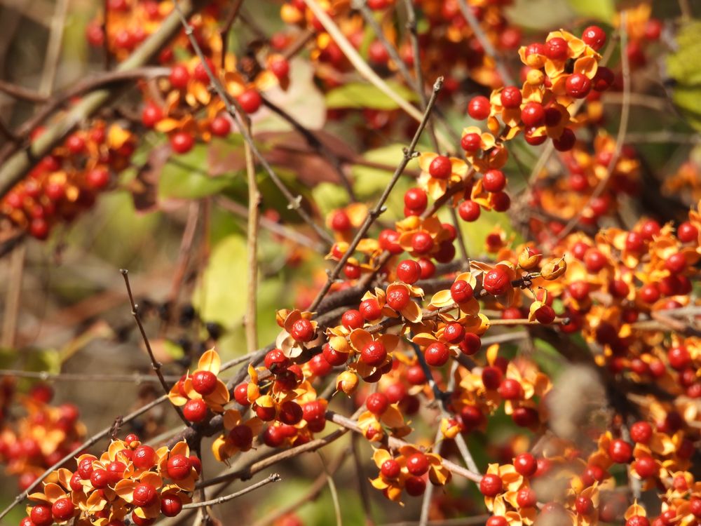 BILL YECK PARK - Updated December 2025 - 135 Photos & 12 Reviews - 2230 ...