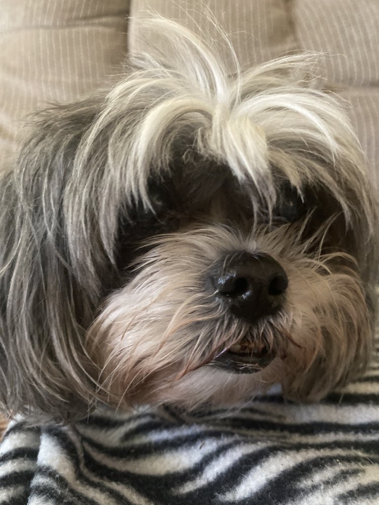 LAKE MARY VETERINARY CLINIC - Updated September 2024 - 17 Photos & 49 ...