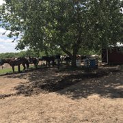 WILD ROSE EQUINE CENTER - 31 Photos & 16 Reviews - Horse Boarding ...