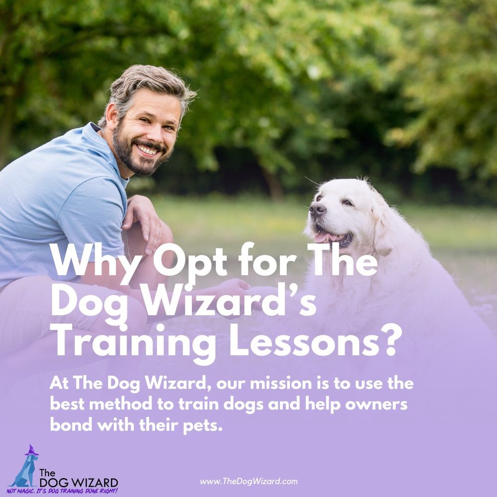 THE DOG WIZARD - Updated September 2025 - Request Consultation - 31 ...