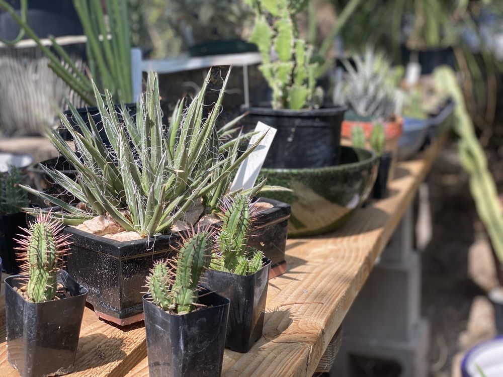 PLANTS FOR THE SOUTHWEST - Updated September 2024 - 46 Photos & 21 ...