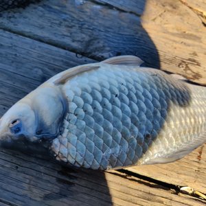 DON CASTRO REGIONAL RECREATION AREA - 331 Photos & 73 Reviews - 22400 ...