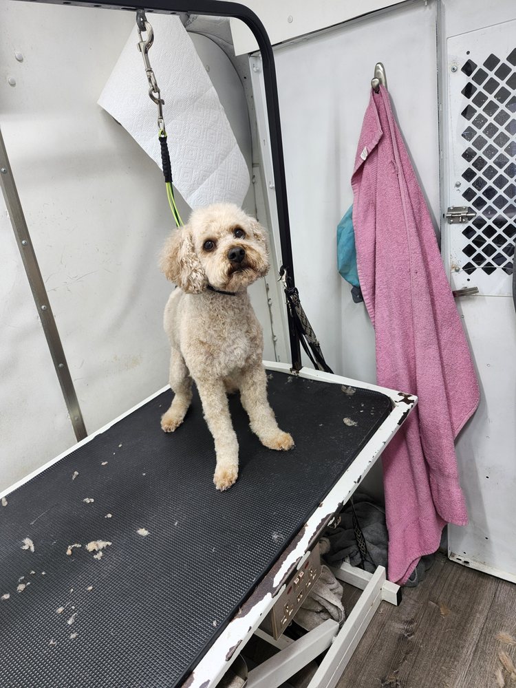 DRAGONFLY PET SPA - Updated July 2024 - 1167 East Santa Clara St, San ...