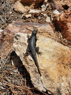 COUNTESS ANGELA DANDINI GARDENS - 19 Photos - 7000 Dandini Blvd, Reno ...