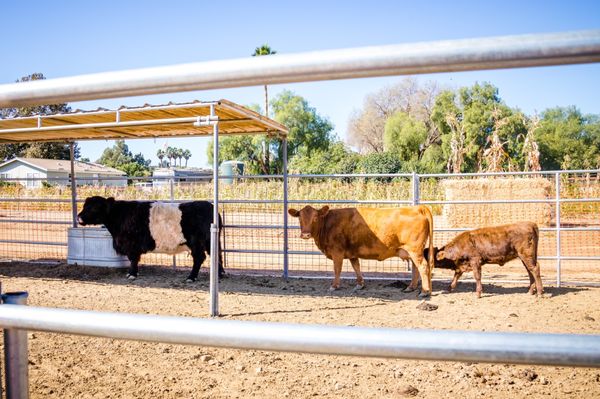 PRANCERS FARM - Updated October 2025 - 161 Photos & 50 Reviews - 18540 ...