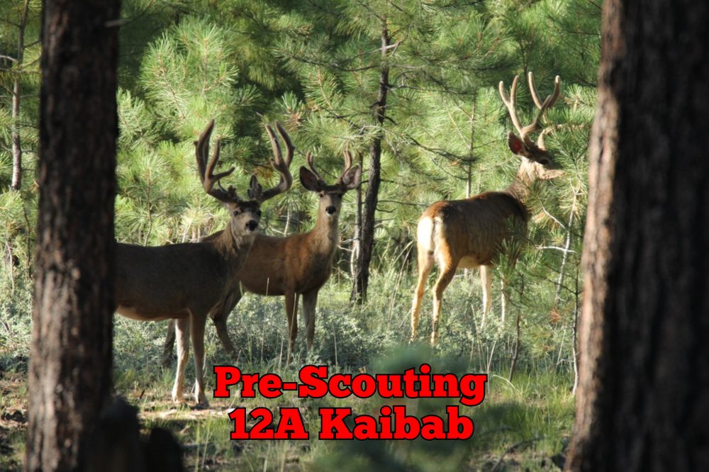 ONE SHOT GUIDE SERVICE - Updated October 2025 - 17 Photos - 1619 Iris ...