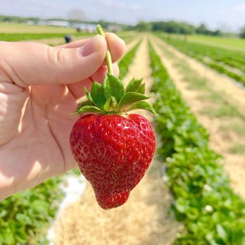 HALLOCK’S U-PICK FARM & GREENHOUSE - Updated December 2025 - 52 Photos ...