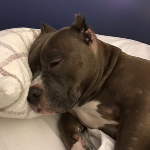 HIGH RIDGE ANIMAL HOSPITAL - 2612 Gravois Rd, High Ridge, Missouri ...