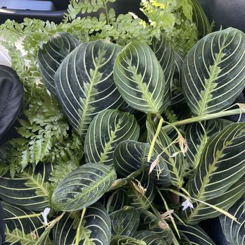 PLANTOEM - Updated November 2024 - 523 Photos & 109 Reviews - 3457 ...