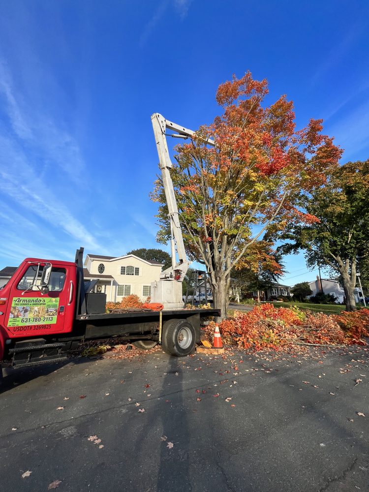 ARMANDO’S TREE SERVICE - Updated December 2025 - 29 Photos & 17 Reviews ...