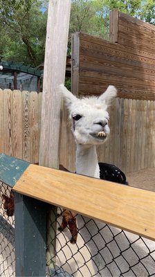 BEE CITY ZOO - Updated December 2024 - 387 Photos & 112 Reviews - 1066 ...