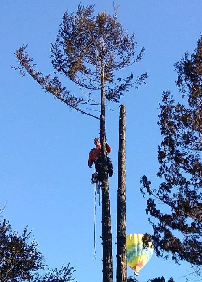 SOUTHERN TREE NINJAS - Updated December 2024 - 385 R C Stephens Rd ...