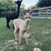 BLACK BARN ALPACAS - Updated December 2025 - 372 Photos & 38 Reviews ...