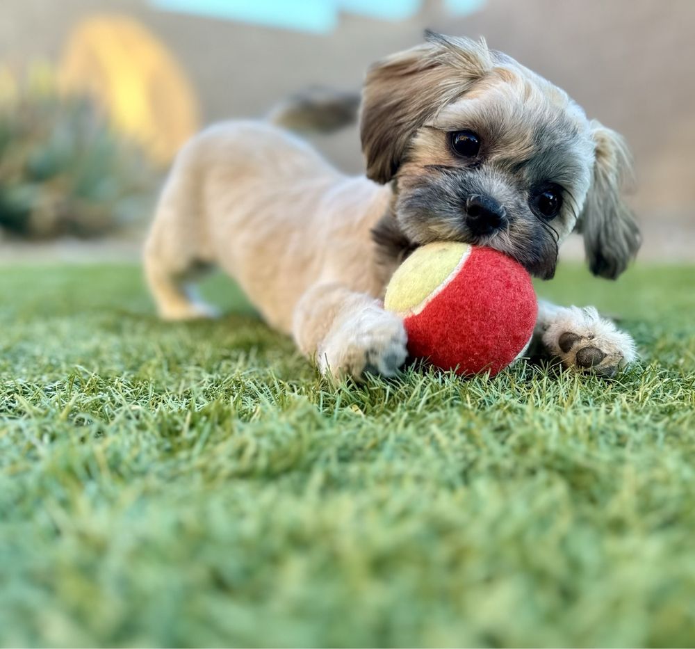 PUFF & FLUFF GROOMING - LITCHFIELD - Updated December 2024 - 38 Photos ...