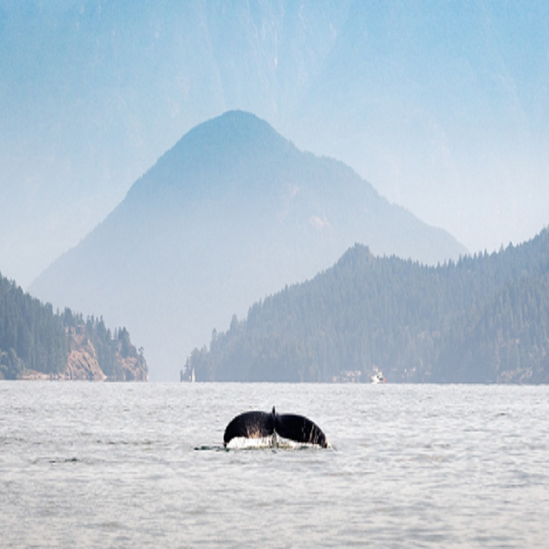 SALTAIR OCEAN ADVENTURES - Updated October 2024 - 611 Oyster Bay Drive ...