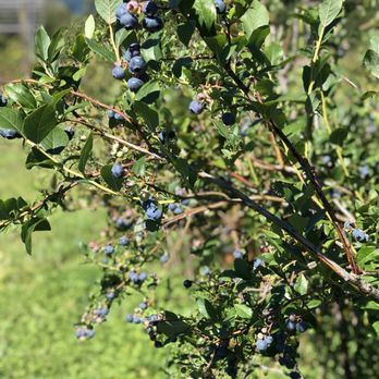 HAPPY FAMILY FARM - Updated December 2025 - 98688 Thornberry Ln, Myrtle ...