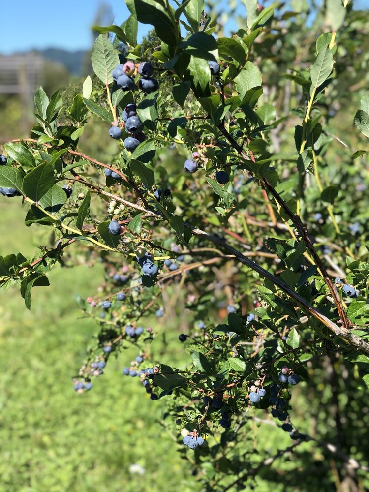 HAPPY FAMILY FARM - Updated July 2024 - 98688 Thornberry Ln, Myrtle ...