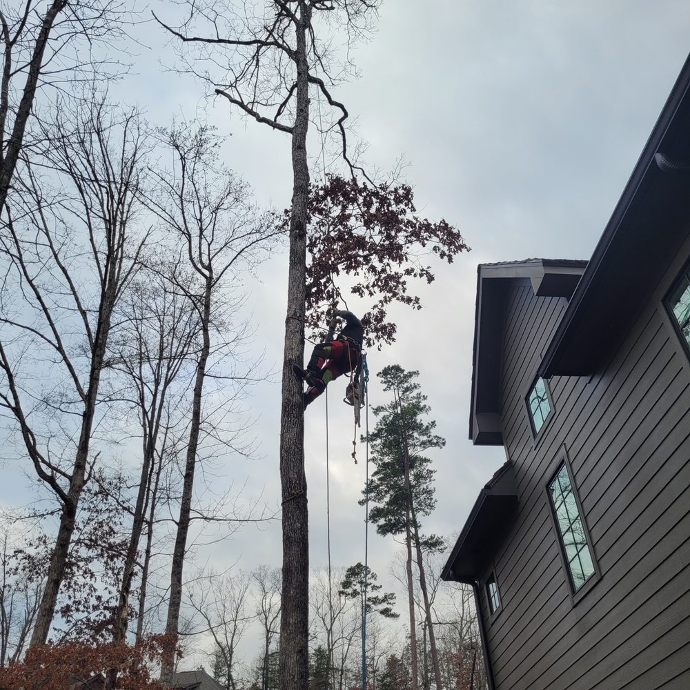CLARK TREE EXPERTS - Updated July 2024 - 789 Thornwood Cir, Mount Airy ...