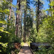 CALAVERAS BIG TREES STATE PARK - 1058 Photos & 324 Reviews - 1170 E Hwy ...