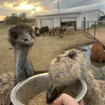 CALVARY FARMS - Updated December 2025 - 29 Photos - 4231 Stuart Rd ...