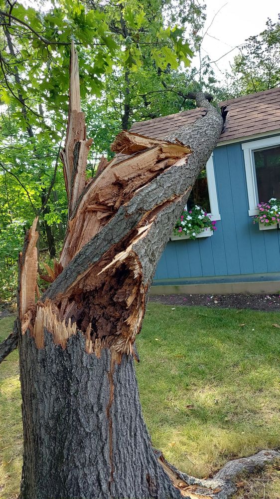 AARON’S TREE SERVICE - Updated March 2026 - 15 Photos - Spring Grove ...