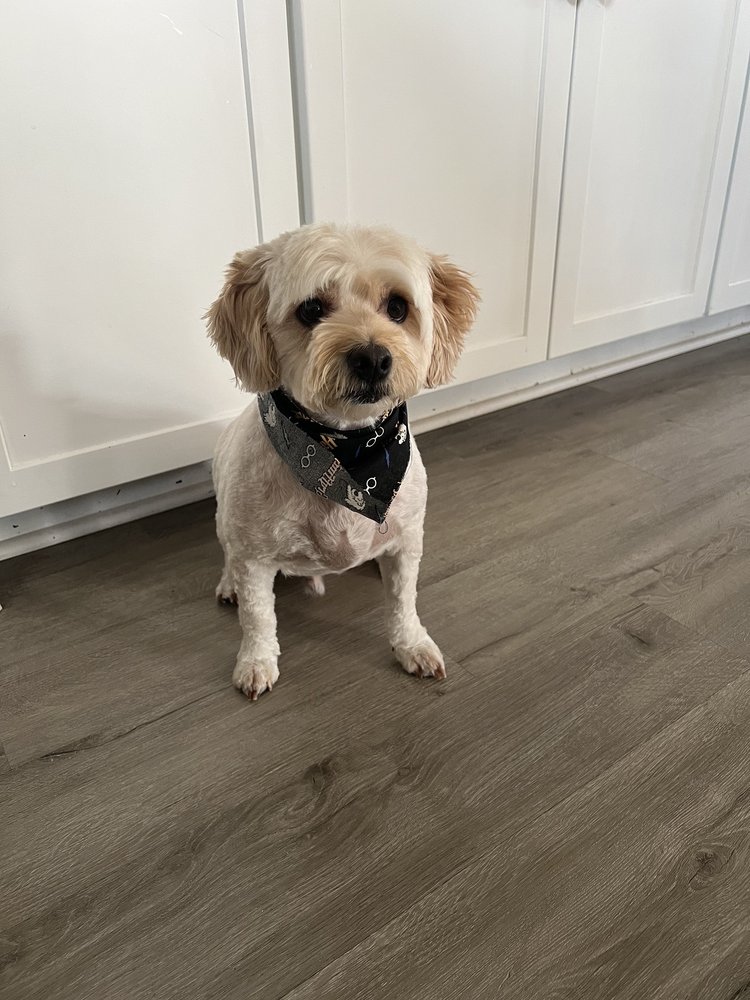 RUB A PUP SCRUB - Updated December 2025 - 46 Photos & 14 Reviews - 20915 Bear Valley Rd, Apple ...