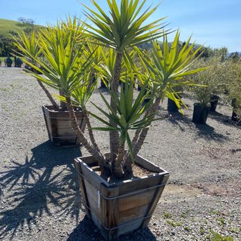 CALAVERAS NURSERY - Updated December 2025 - 121 Photos & 63 Reviews ...