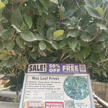 MOON VALLEY NURSERIES - Updated January 2025 - 30 Photos & 24 Reviews - 3550 N Loop 1604 E, San ...