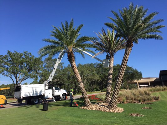 ADVANCE TREE PROS - Updated May 2026 - 15 Photos & 11 Reviews - PO Box ...